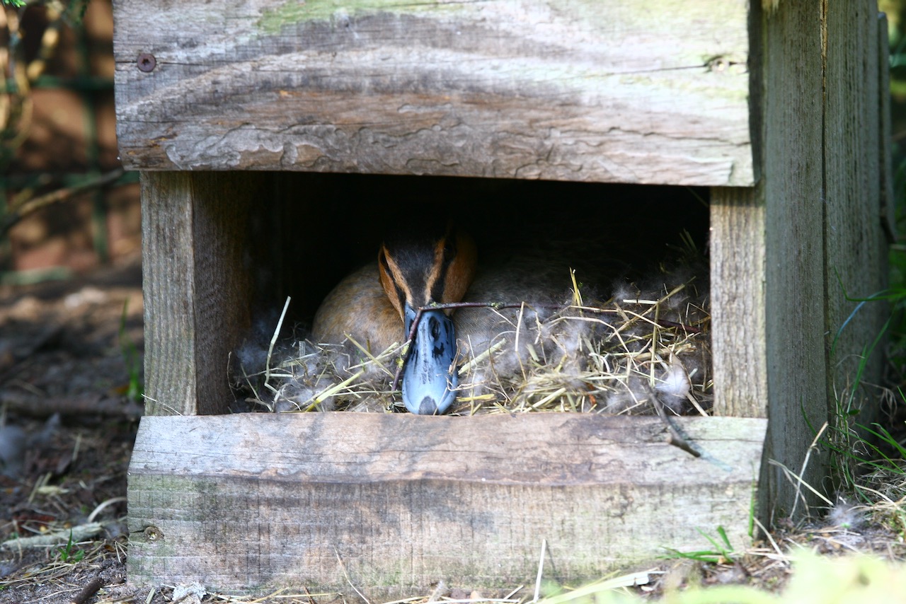 Nest Boxes and sites | Sierwatervogels.NL